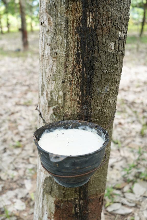 Rubber Tapping, Tapping Latex Rubber Tree, Rubber Latex Extracted from ...