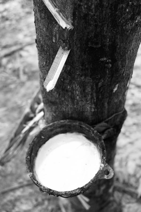 Rubber Tapping, Tapping Latex Rubber Tree, Rubber Latex Extracted from ...