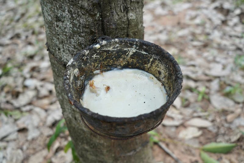 Rubber Tapping, Tapping Latex Rubber Tree, Rubber Latex Extracted from ...