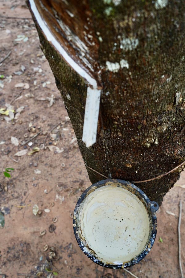 Rubber Tapping, Tapping Latex Rubber Tree, Rubber Latex Extracted from ...
