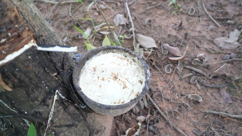 Rubber Tapping, Tapping Latex Rubber Tree, Rubber Latex Extracted from ...