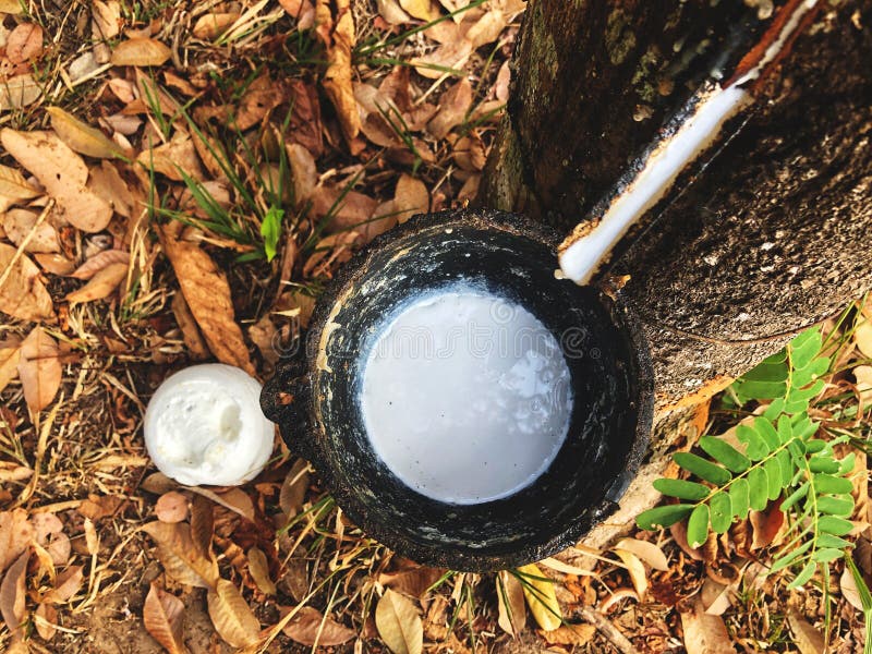 Rubber Tapping is the Process by Which Latex is Collected from a Rubber ...