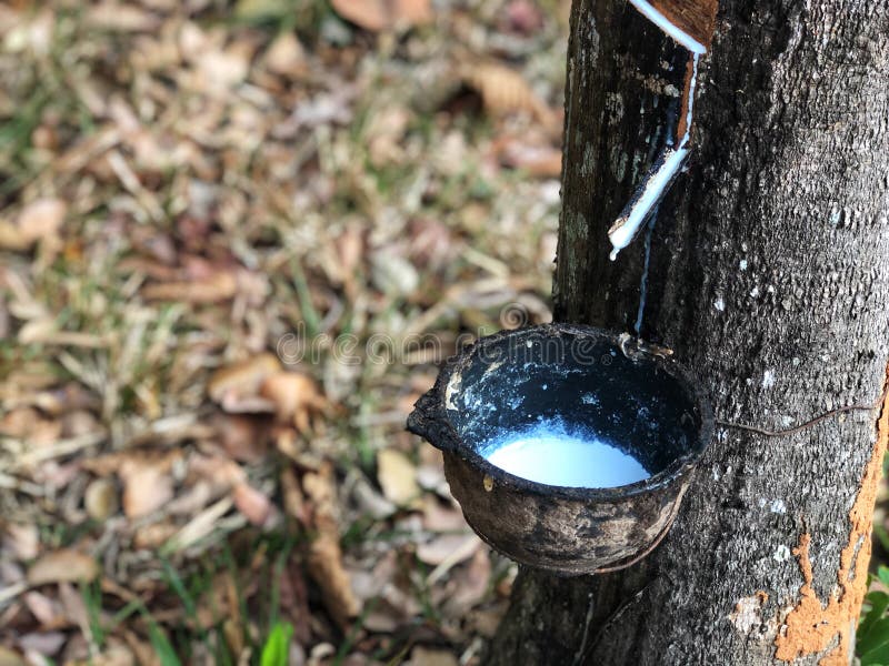 Rubber Tapping is the Process by Which Latex is Collected from a Rubber ...