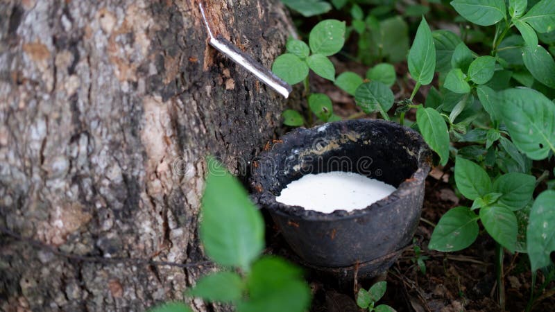 Latex, Tapping Rubber and Latex Cup Stock Image - Image of order, skill ...