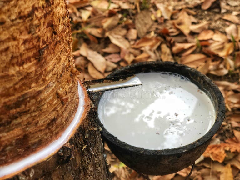 Rubber Tapping is the Process by Which Latex is Collected from a Rubber ...