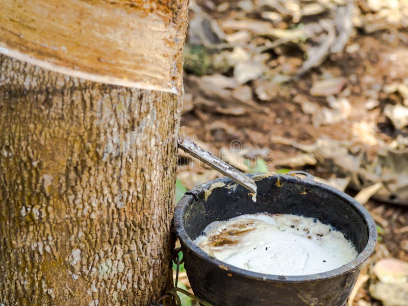 Rubber tapping. stock photo. Image of agriculture, natural - 83877102