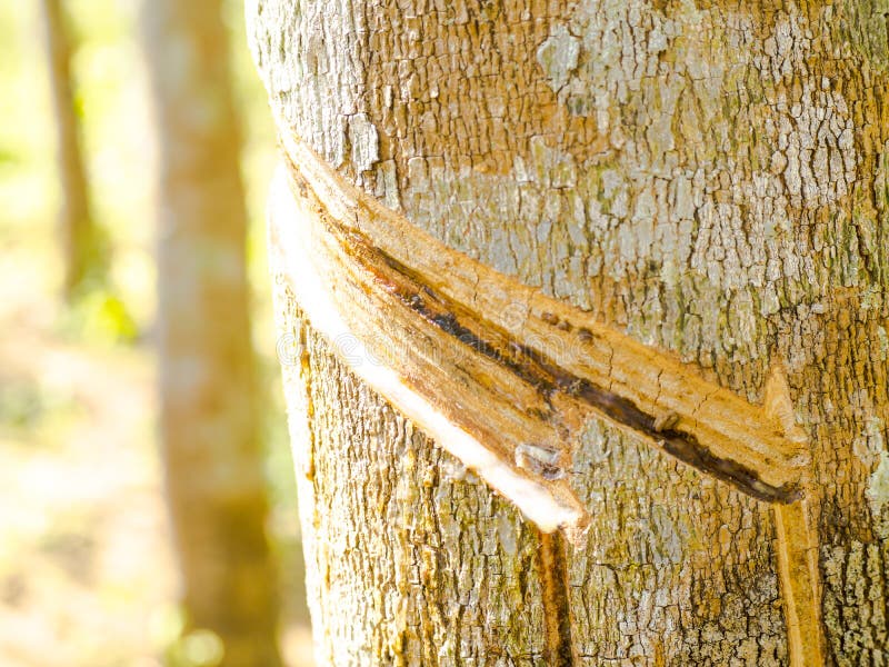 Rubber tapping. stock image. Image of rubber, bowl, agriculture - 83877325