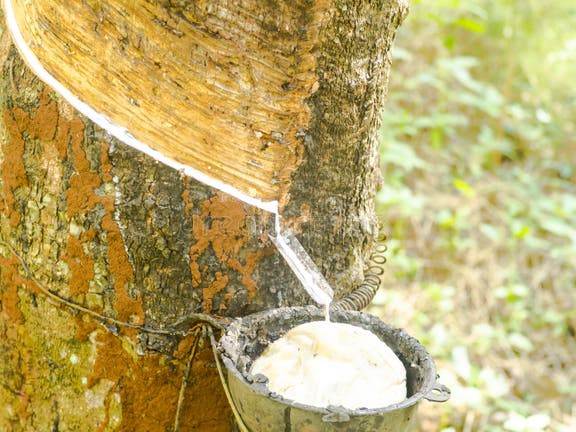 Rubber tapping. stock image. Image of fresh, elastic - 83878127