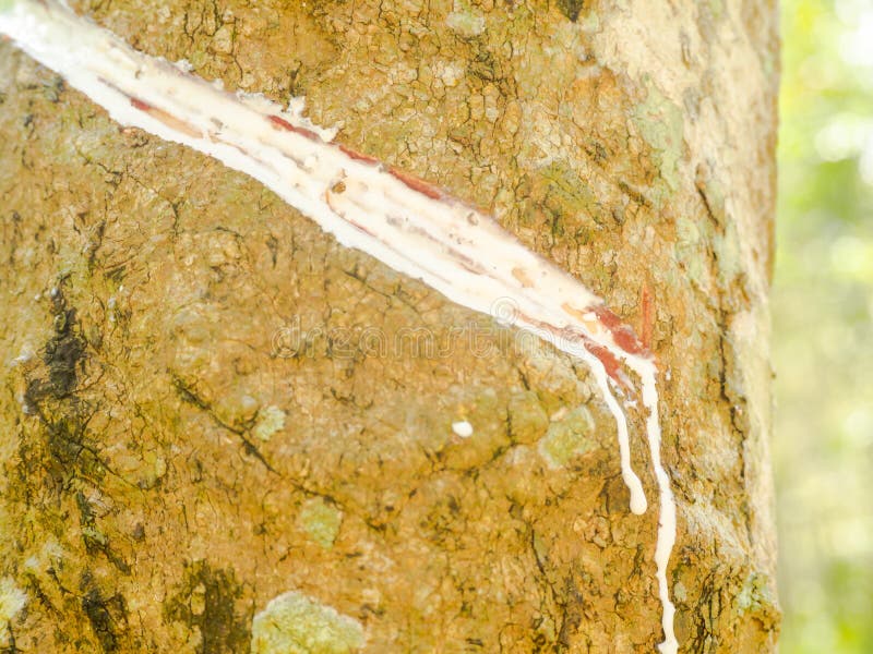 Rubber tapping. stock photo. Image of stick, tapping - 83878850