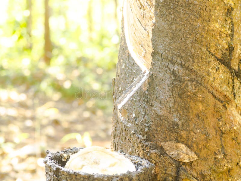 Rubber tapping. stock image. Image of fresh, elastic - 83878127