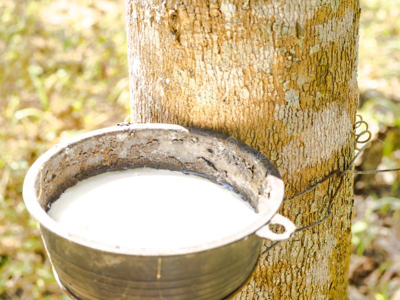 Rubber tapping. stock image. Image of fresh, elastic - 83878127
