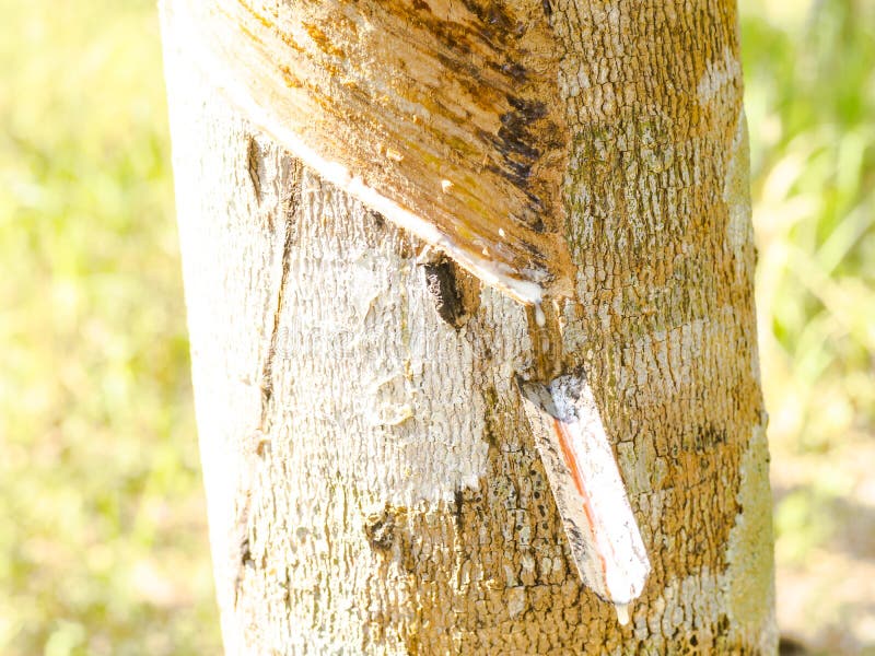 Rubber tapping. stock photo. Image of natural, tapping - 83885312