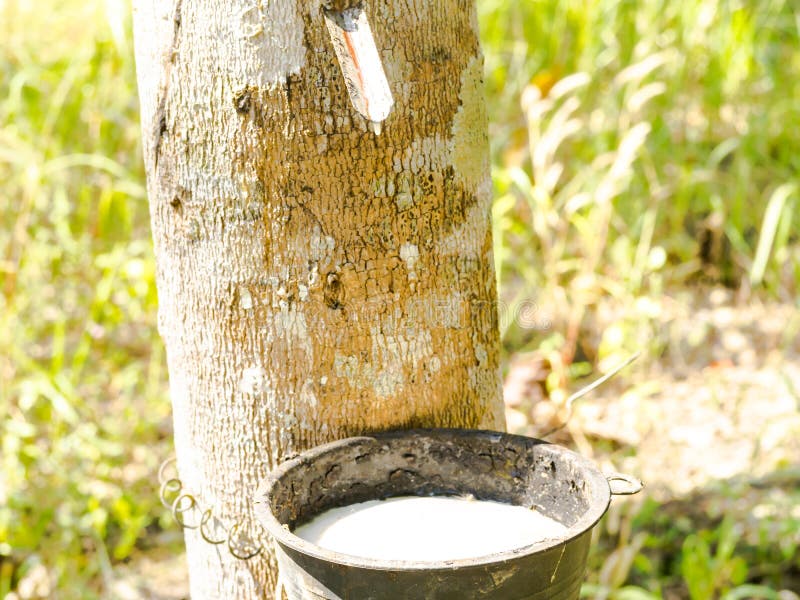 Rubber tapping. stock image. Image of fresh, elastic - 83878127