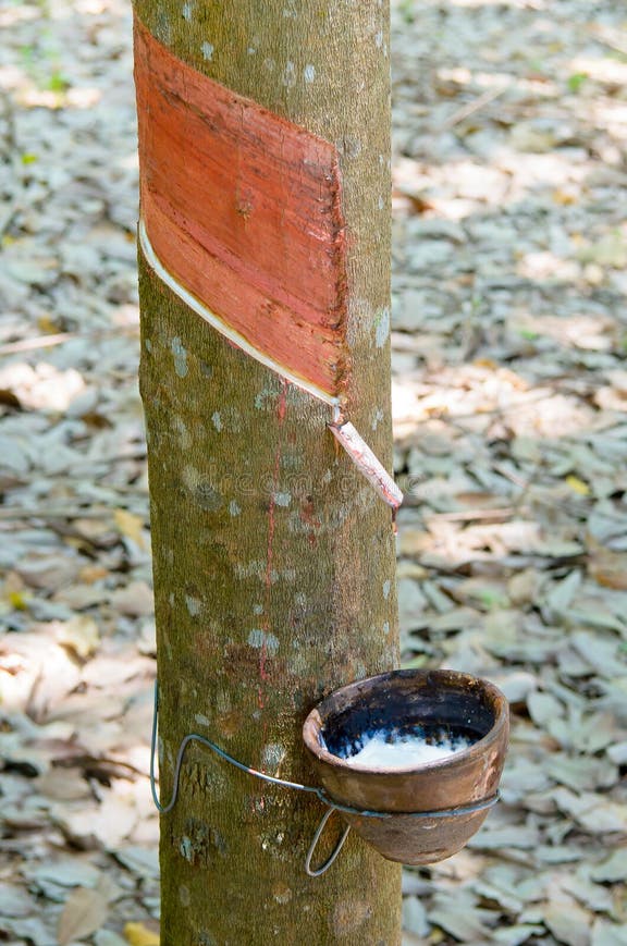 Rubber Tapping a Rubber Tree Stock Image - Image of hand, gardener ...