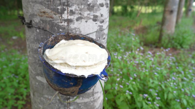 Rubber Tapping, Tapping Latex Rubber Tree, Rubber Latex Extracted from ...
