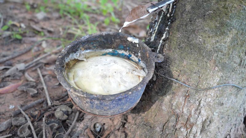 Rubber Tapping, Tapping Latex Rubber Tree, Rubber Latex Extracted from ...