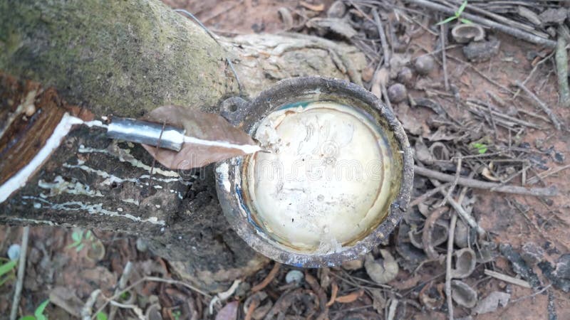 Rubber Tapping, Tapping Latex Rubber Tree, Rubber Latex Extracted from ...