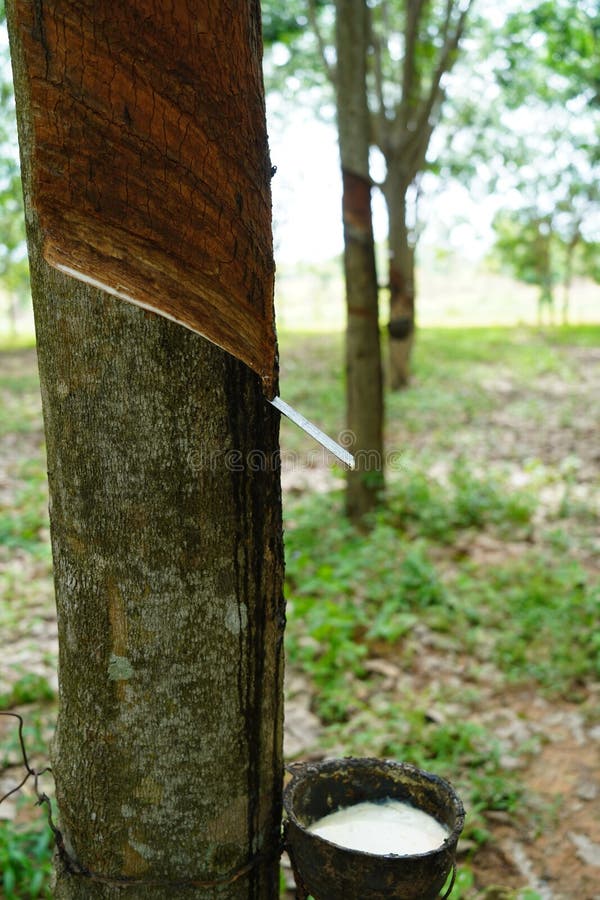 Rubber Tapping, Tapping Latex Rubber Tree, Rubber Latex Extracted from ...