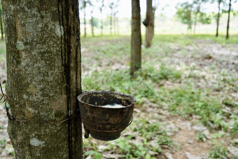 Rubber Tapping, Tapping Latex Rubber Tree, Rubber Latex Extracted from ...