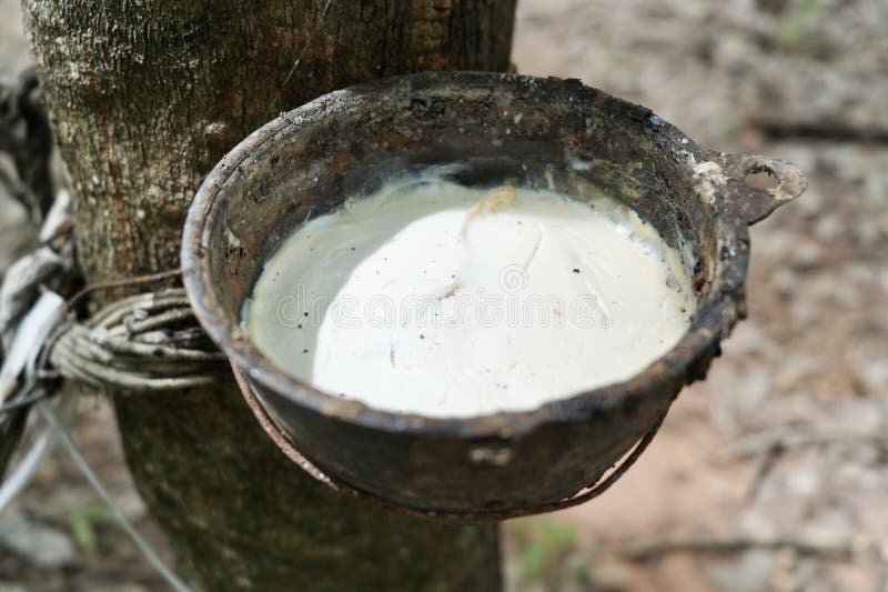Rubber Tapping, Tapping Latex Rubber Tree, Rubber Latex Extracted from ...