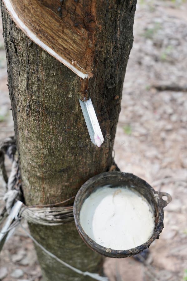 Rubber Tapping, Tapping Latex Rubber Tree, Rubber Latex Extracted from ...