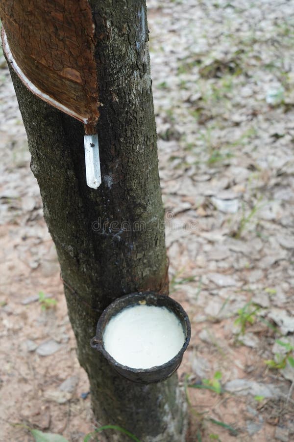Rubber Tapping, Tapping Latex Rubber Tree, Rubber Latex Extracted from ...