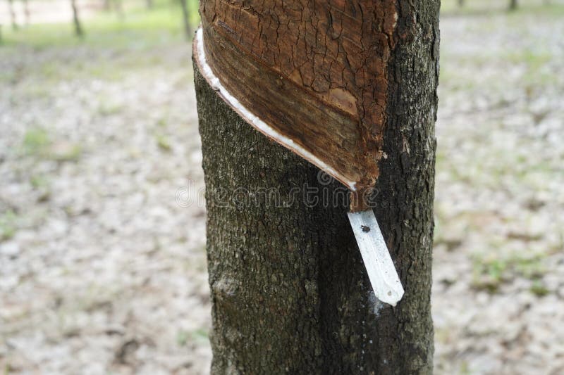 Rubber Tapping, Tapping Latex Rubber Tree, Rubber Latex Extracted from ...