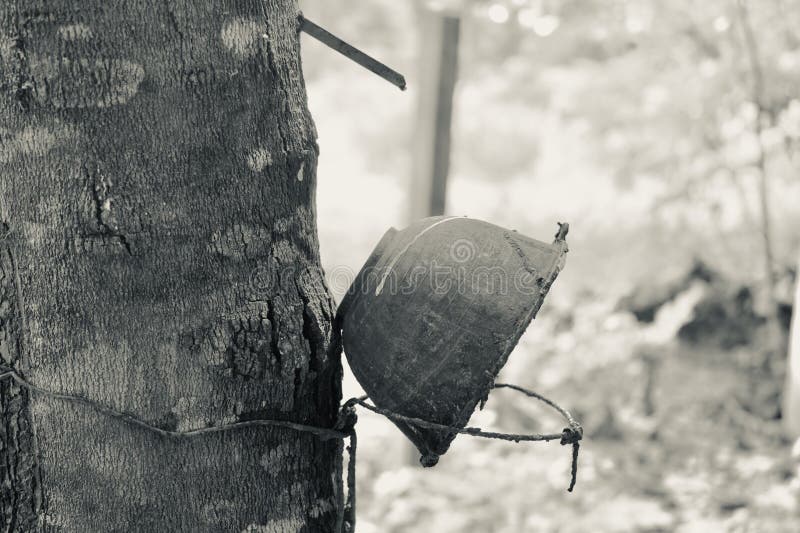 Rubber Tapping, Tapping Latex Rubber Tree, Rubber Latex Extracted from ...