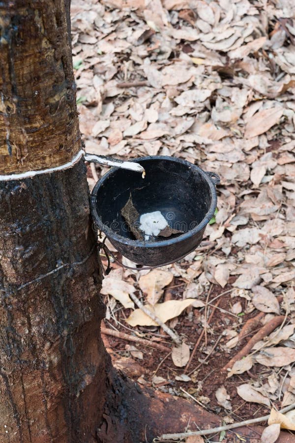 Rubber Tapping in Thailand. Stock Image - Image of elastic, exotic ...