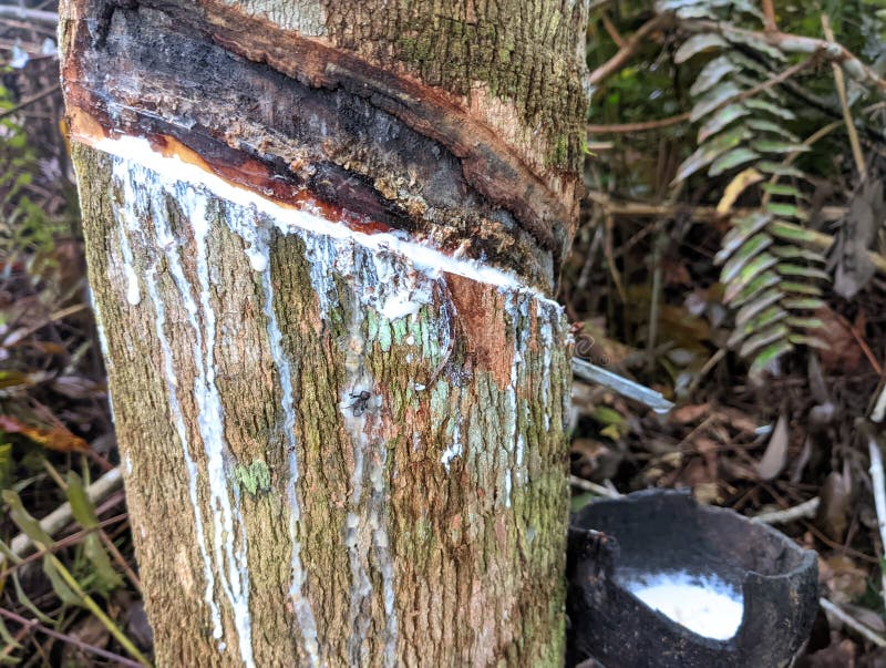 Rubber Tapping is Very Bad, Destroying Rubber Trees Stock Image - Image ...