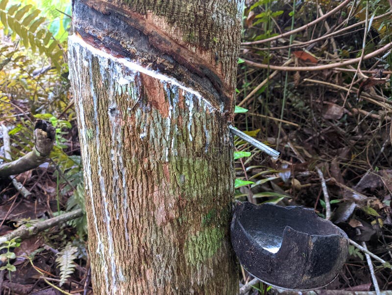 Rubber Tapping is Very Bad, Destroying Rubber Trees Stock Image - Image ...