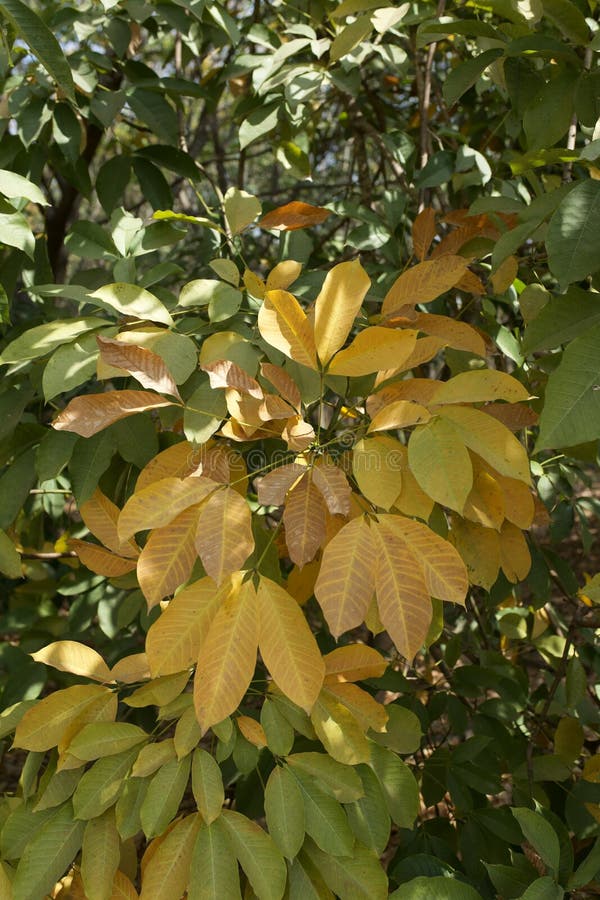 Rubber three leaves stock photo. Image of shrub, deciduous - 208720382