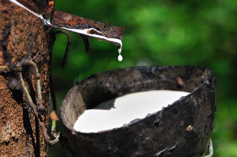 25,140 Rubber Tree Cebuano Stock Photos - Free & Royalty-Free Stock ...