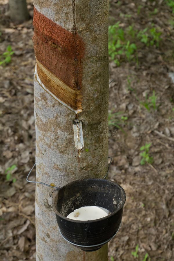 Rubber tree stock image. Image of tree, latex, tropical - 20980845