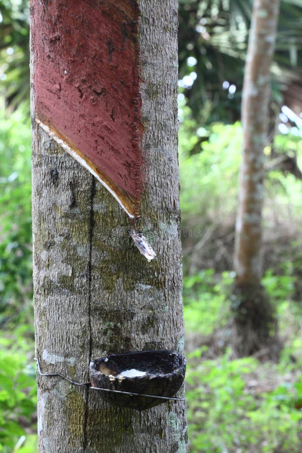 Rubber tree stock photo. Image of green, agricultural - 18878850