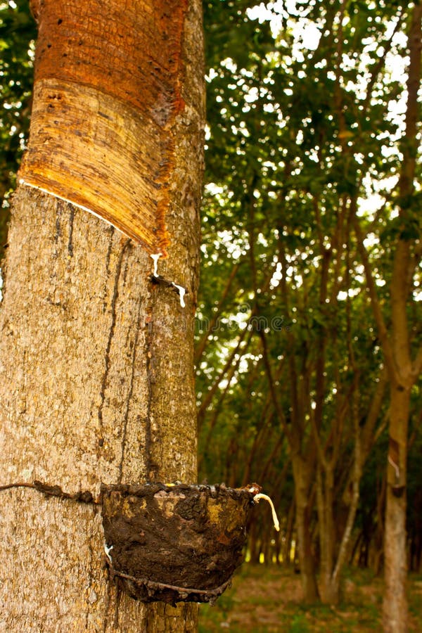 Rubber tree stock image. Image of environment, collect - 21490119
