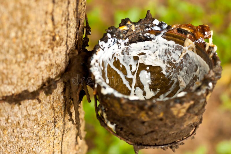 Rubber tree stock image. Image of collect, green, lumber - 21490227