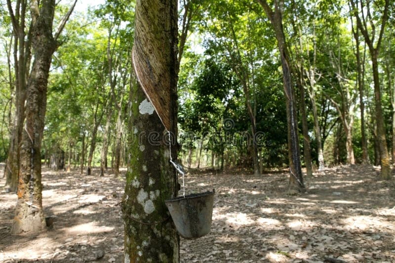 Rubber tree stock image. Image of tree, plastic, plantation - 2302845