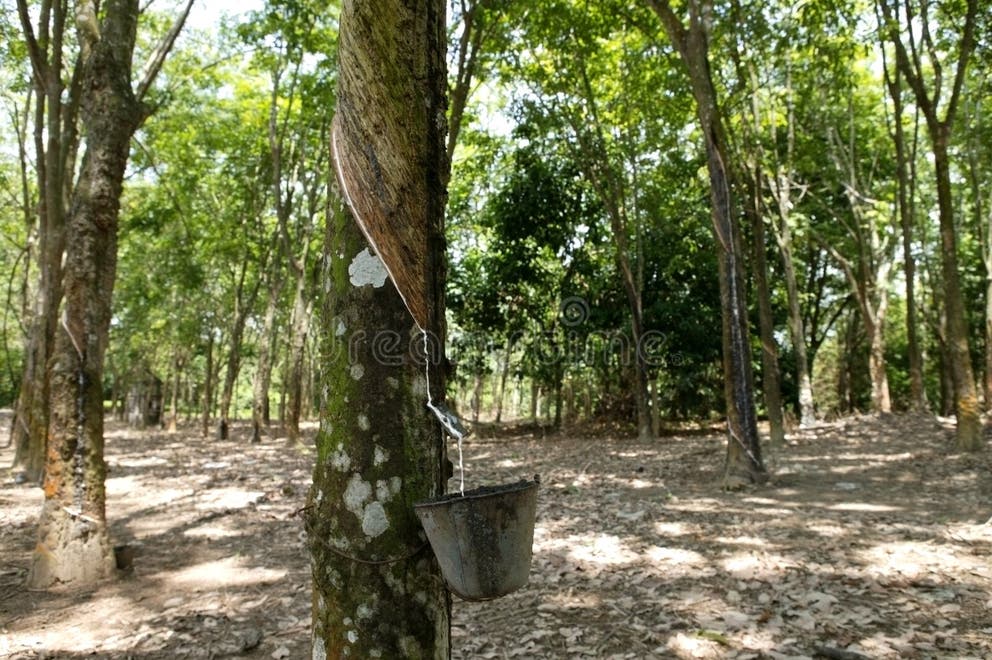 Rubber tree stock image. Image of tree, plastic, plantation - 2302845