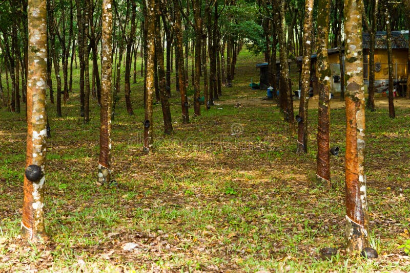 Rubber tree stock image. Image of cultivation, plantation - 24724287