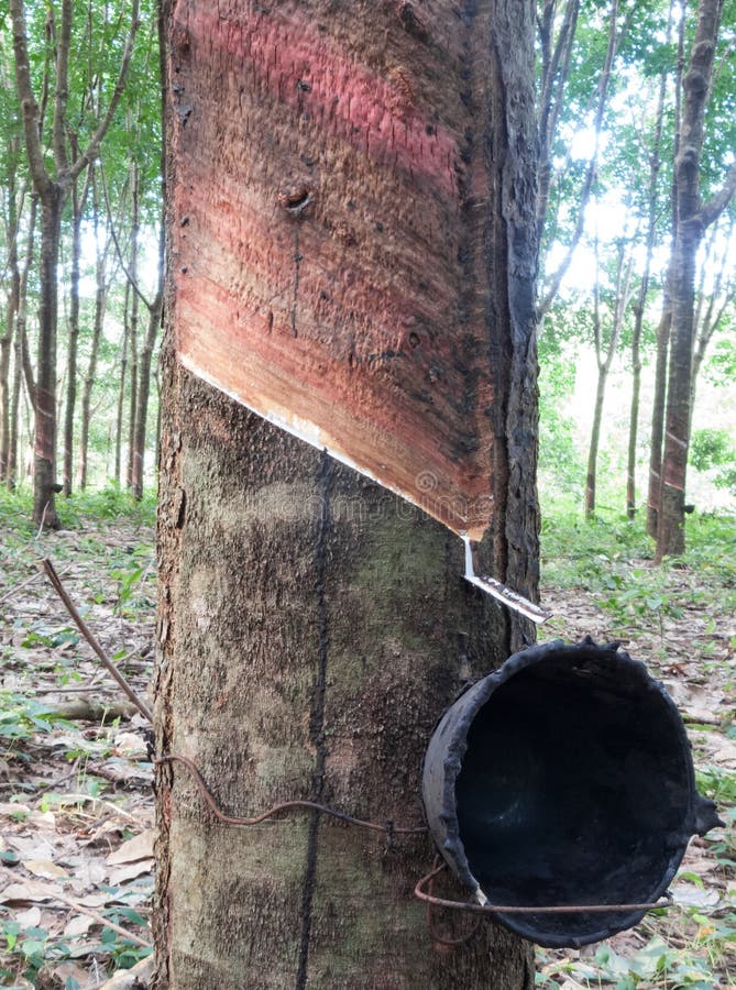 Rubber tree stock photo. Image of flora, jungle, agriculture - 25917678