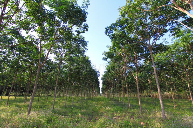 Rubber tree stock image. Image of landscape, garden, path - 27697001