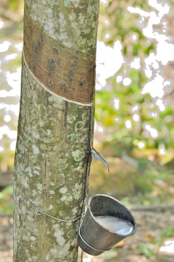 A rubber tree stock photo. Image of extract, extracted - 27878968