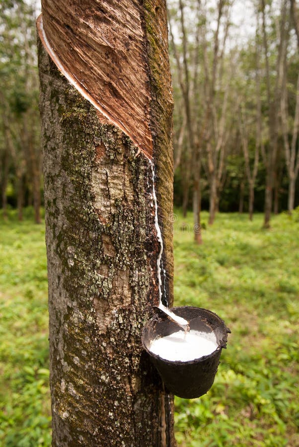 220+ Rubber tree Free Stock Photos - StockFreeImages