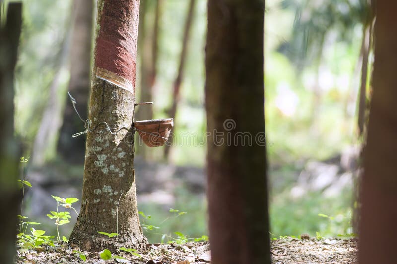 Rubber tree stock image. Image of material, milk, landscape - 29304909