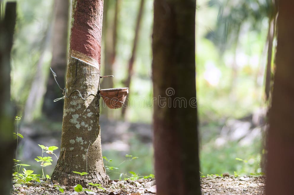5,495 Rubber Tree Branch Stock Photos - Free & Royalty-Free Stock ...