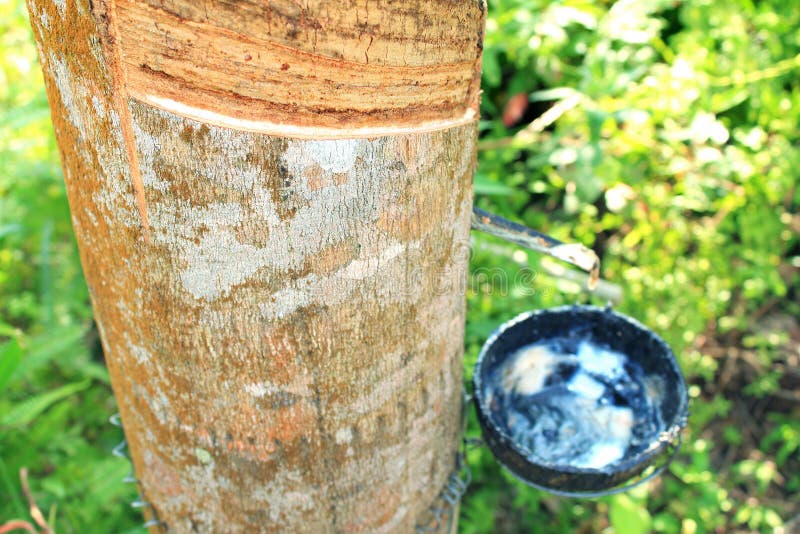 Rubber tree stock photo. Image of lumber, jungle, produce - 38258626