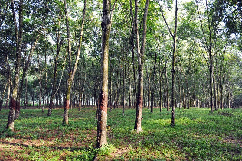 Rubber Tree and Latex stock photo. Image of plantation - 16771168