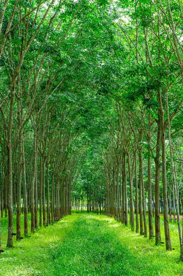 Rubber tree background stock photo. Image of agriculture - 31245358