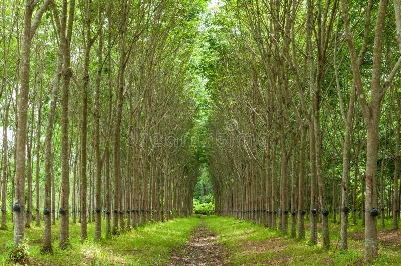 Rubber Tree stock image. Image of flora, fresh, wood - 12172747